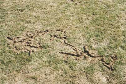 How to Identify Vole Footprints | [MARKET]